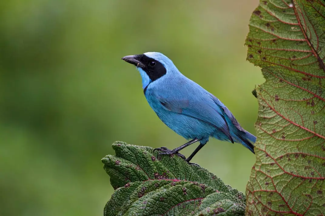 Mengapa Penjaga Burung Berduyun-duyun ke Ecuador 49708_5