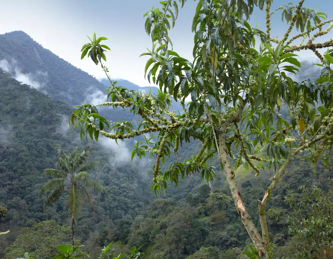 Warum Vogelbeobachter nach Ecuador strömen 49708_6