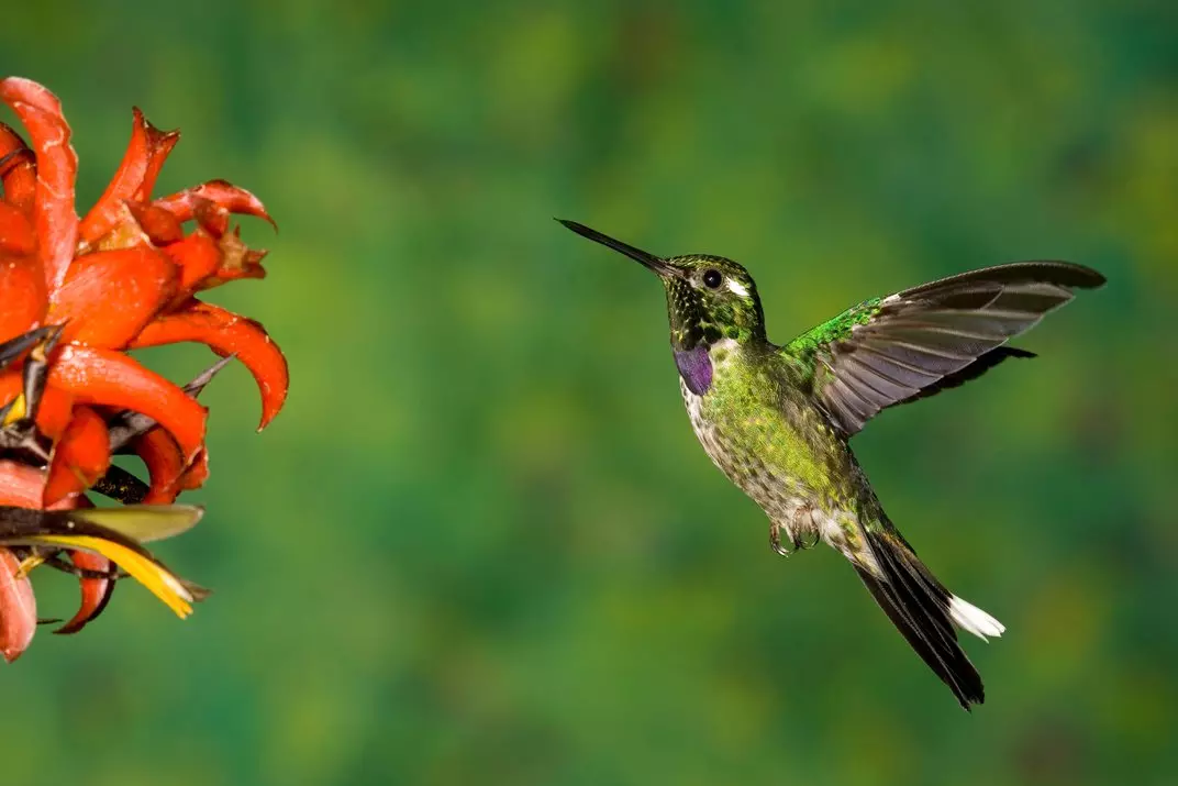 Warum Vogelbeobachter nach Ecuador strömen 49708_7