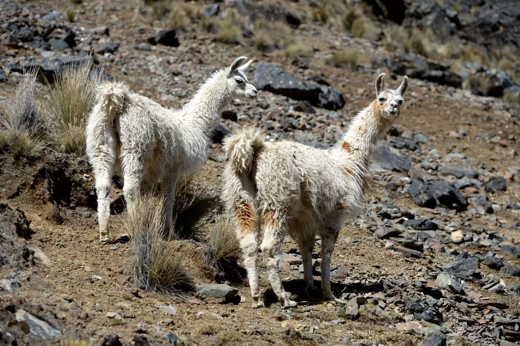 Nyob rau hauv Bolivia's High-Altitude Capital, Cov Neeg Qhab Meem Kev Cai Zoo Dua Ib Zaug 49710_9