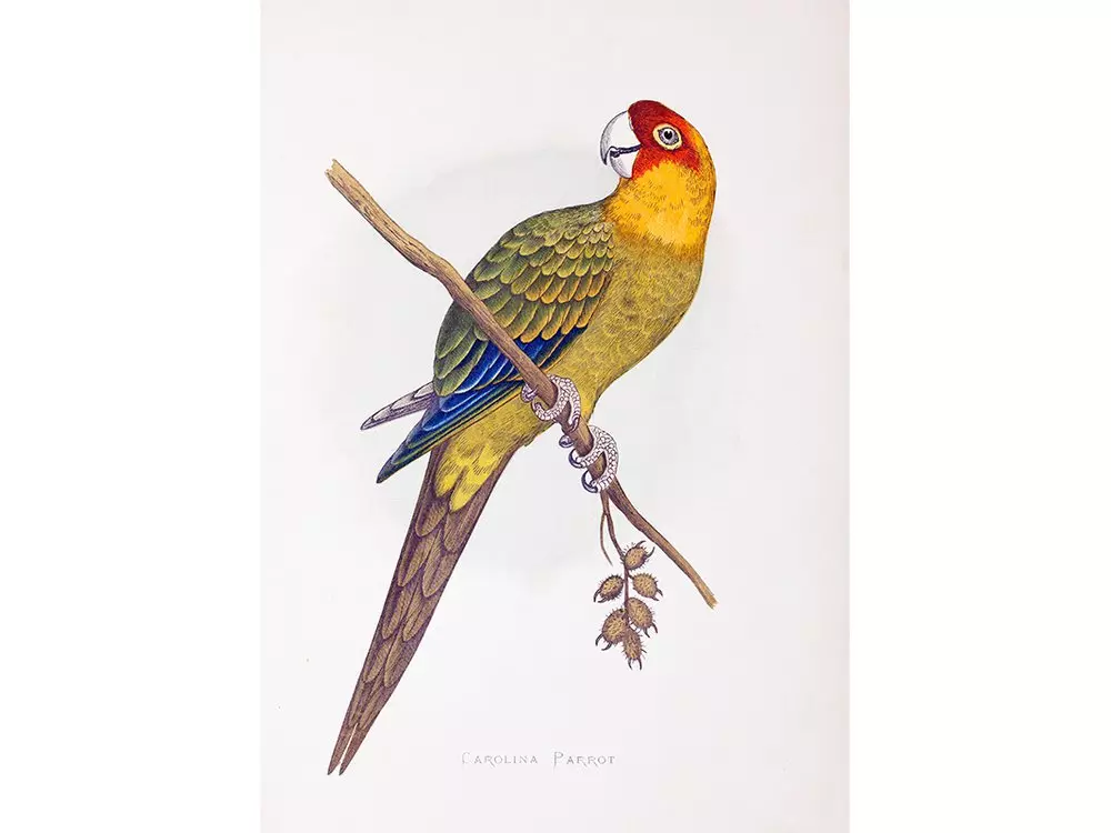 I-Carolina parakeet