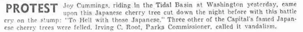 Ar ôl Pearl Harbour, mae Fandaliaid yn Torri Pedwar o Goed Ceirios Japaneaidd DC i lawr