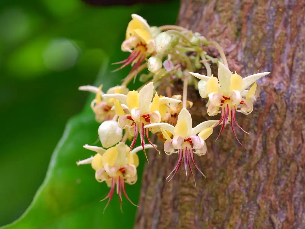 Kakao Blomme