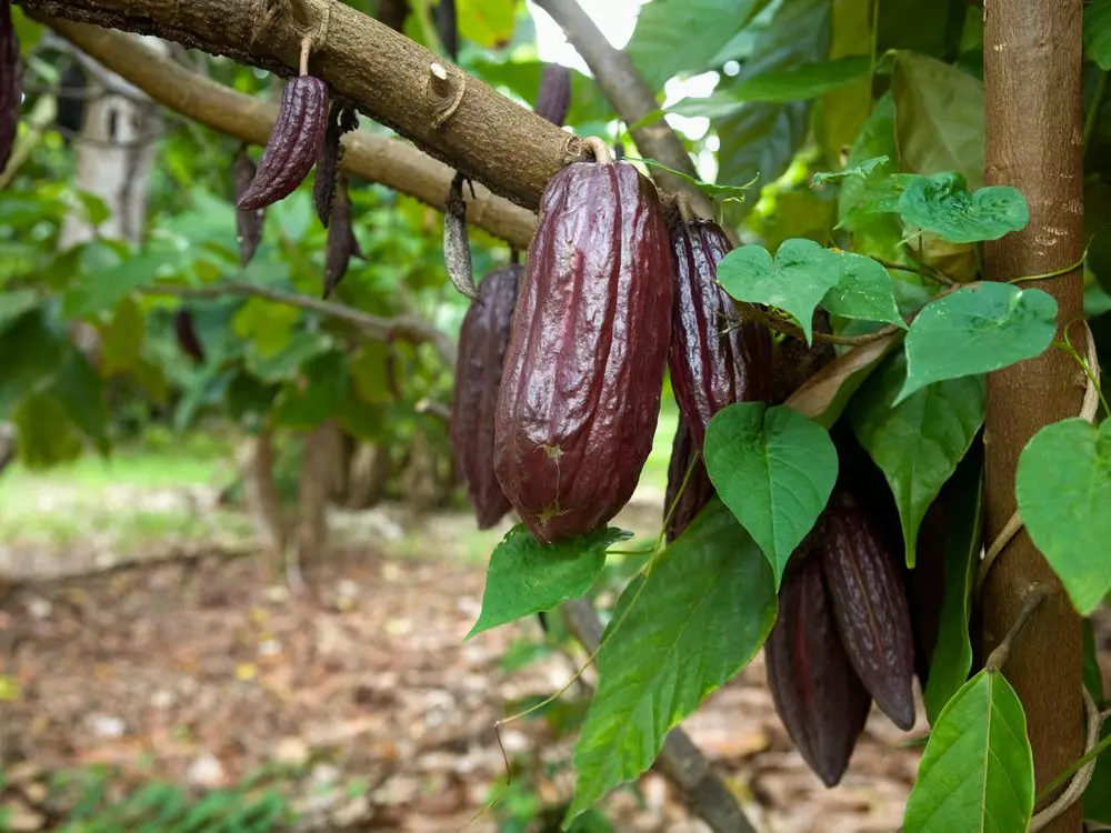 Una struttura speciale in Inghilterra mantiene il cioccolato al sicuro nel mondo