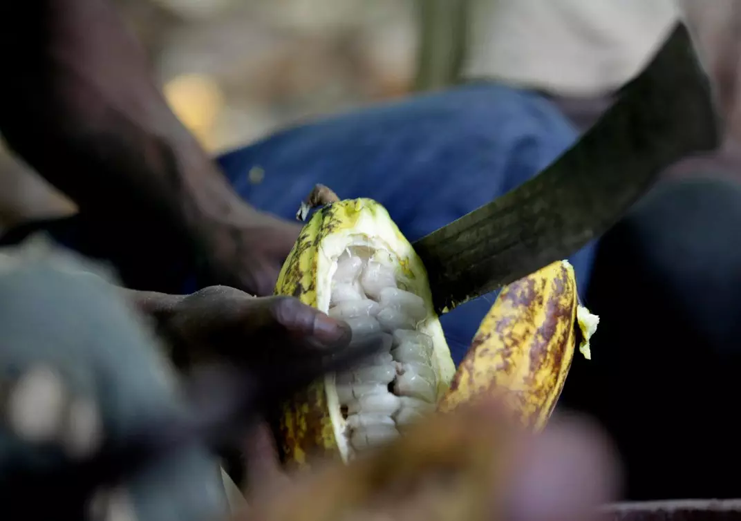 Des fermes de cacao illégales chassent les primates en Côte d'Ivoire 49754_2