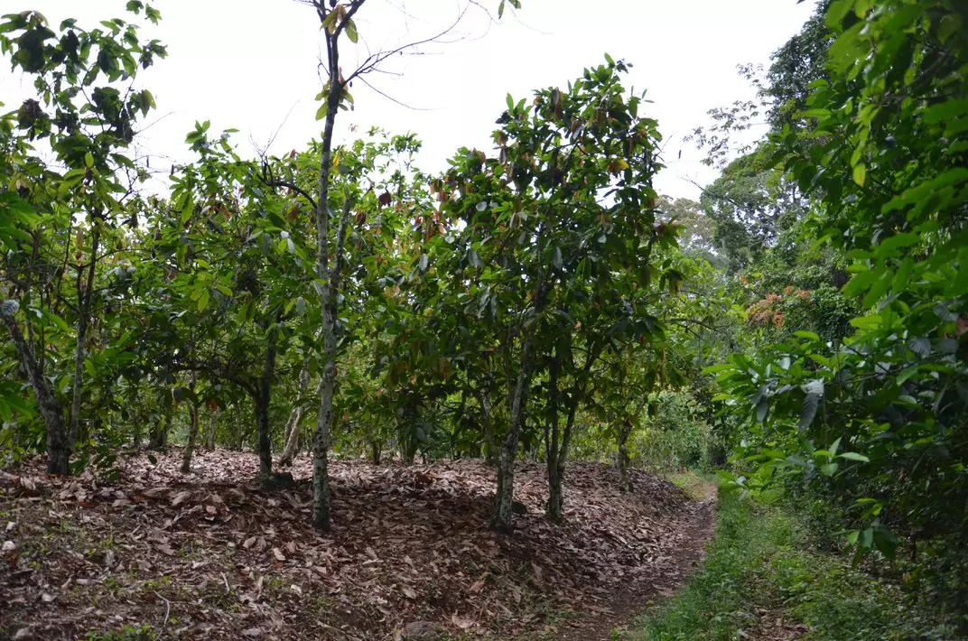 Illegale cacaoplantages verdrijven primaten in Ivoorkust 49754_3