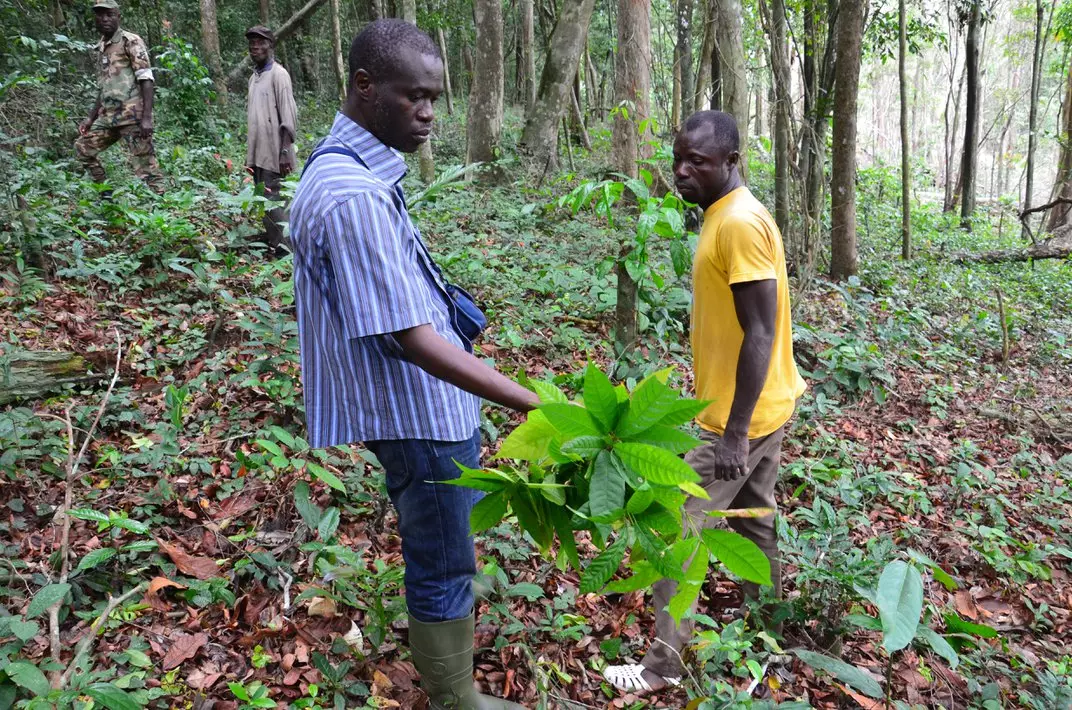 Илегалните фарми за какао ги истеруваат приматите во Брегот на Слоновата Коска 49754_4
