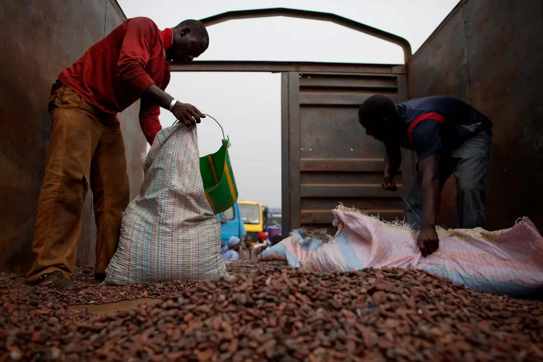 Ebaseaduslikud kakaofarmid ajavad Elevandiluurannikul primaate välja 49754_5