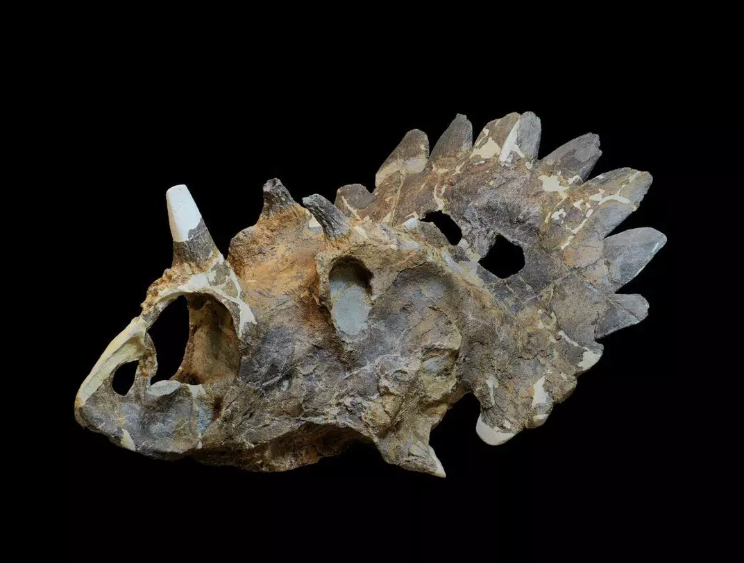 Crani de Dino