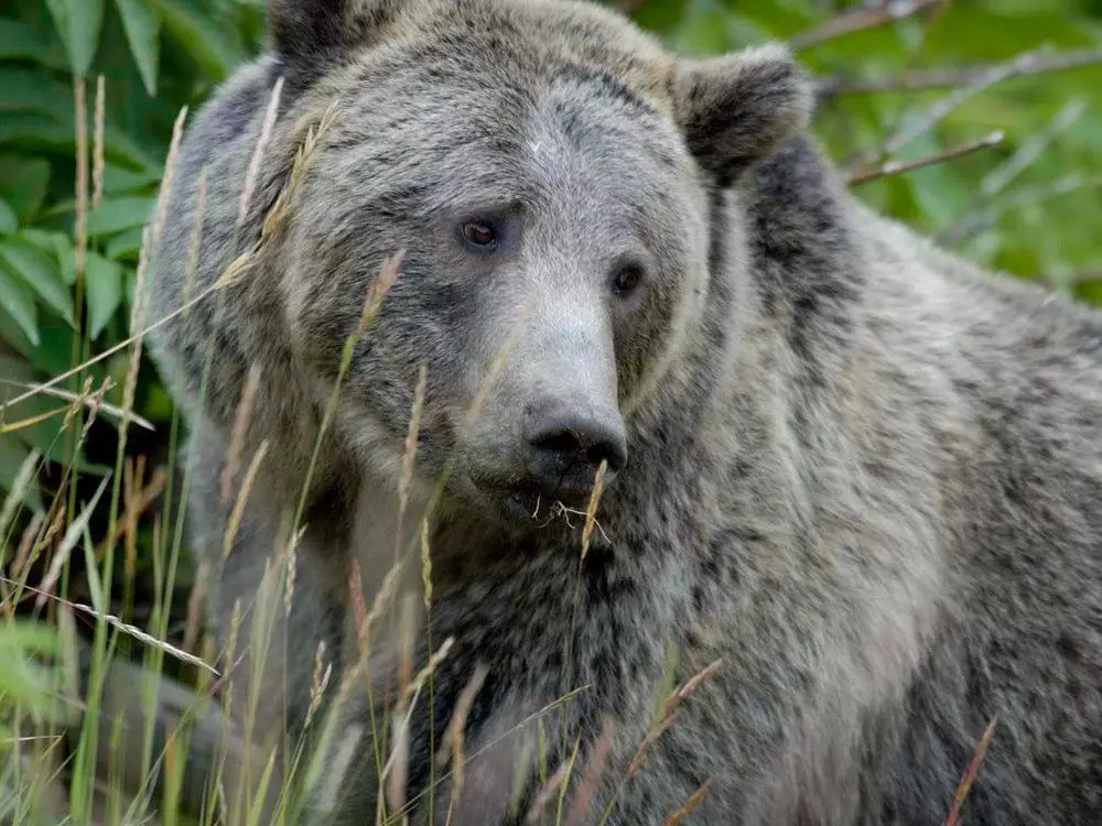 40 يىلدىن بۇيانقى تۇنجى سېرىق تاش Grizzly ئوۋ بۇ كۈزدە ئېلىپ بېرىلىدۇ