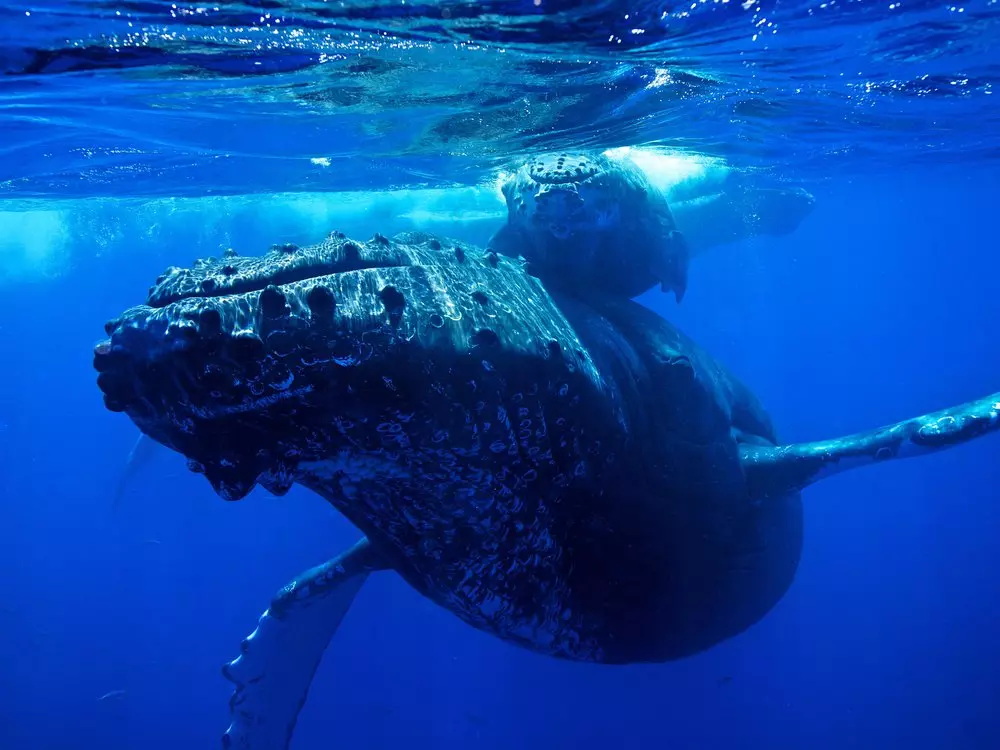 Antarctica&#x27;s Waters May Soon Harbor a Boom of Baby Humpback Whales