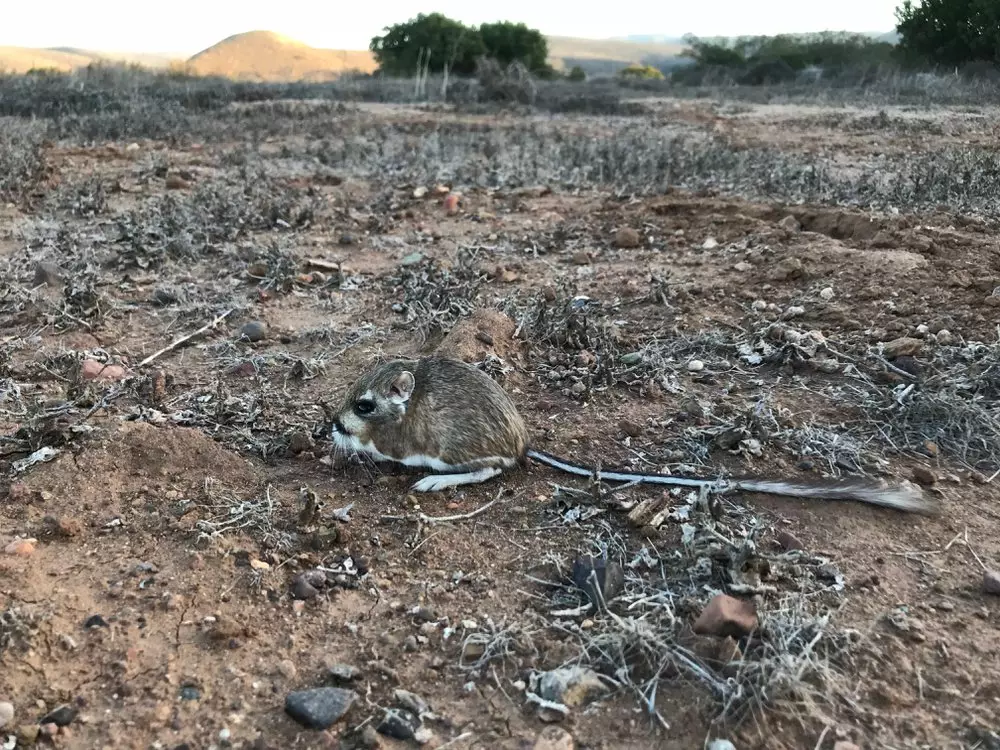 Rat kangouwou sa a te jis takte pou premye fwa nan 30 ane