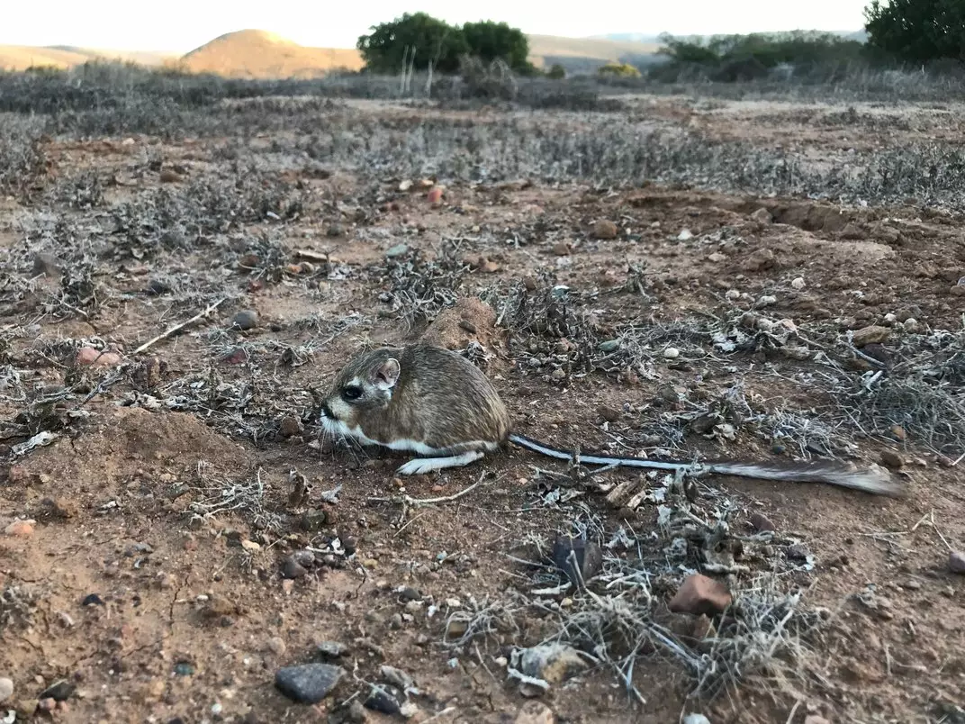 Tikus Kanguru Ini Baru Pertama Kali Terlihat Dalam 30 Tahun 49828_6