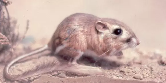 Kining Kangaroo Rat Nakita Lang Sa Unang Higayon sulod sa 30 ka tuig 49828_8