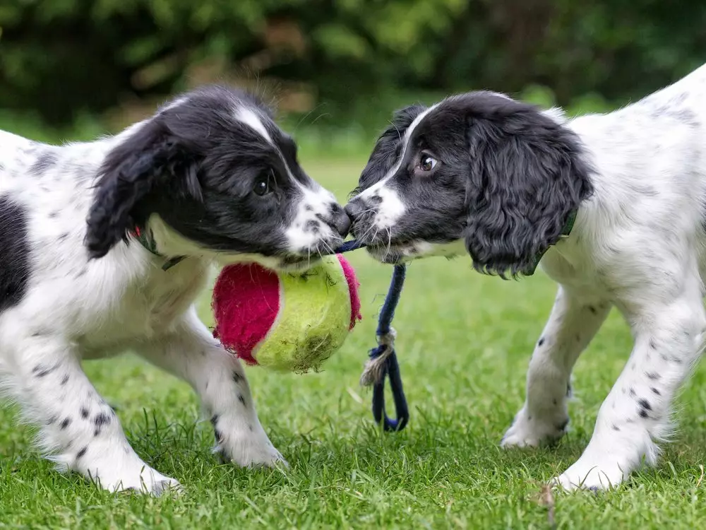 Tug 'O War