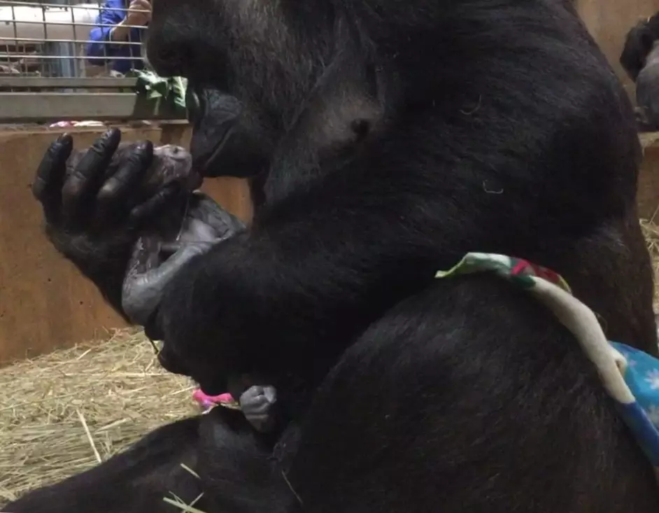 Earste bern Gorilla berne yn 'e bistetún yn njoggen jier; Besjoch in fideo fan 'e berte