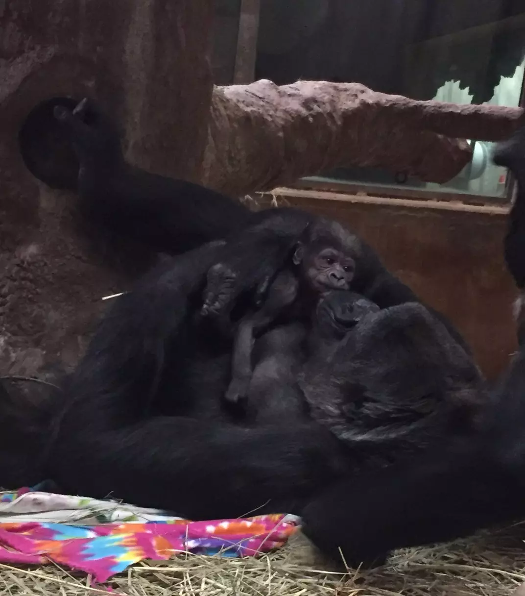 Das erste Gorilla-Kind, das seit neun Jahren im Zoo geboren wurde; Sehen Sie sich ein Video der Geburt an 49834_1