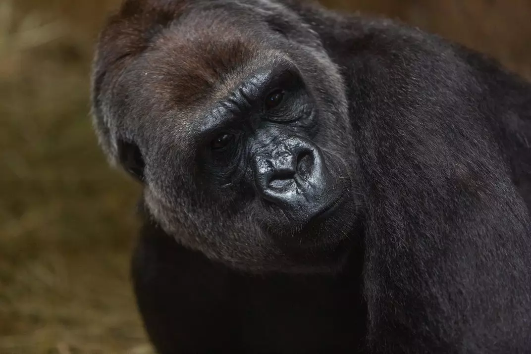 Primo gorilla neonato nato allo zoo in nove anni; Guarda un video della nascita 49834_4