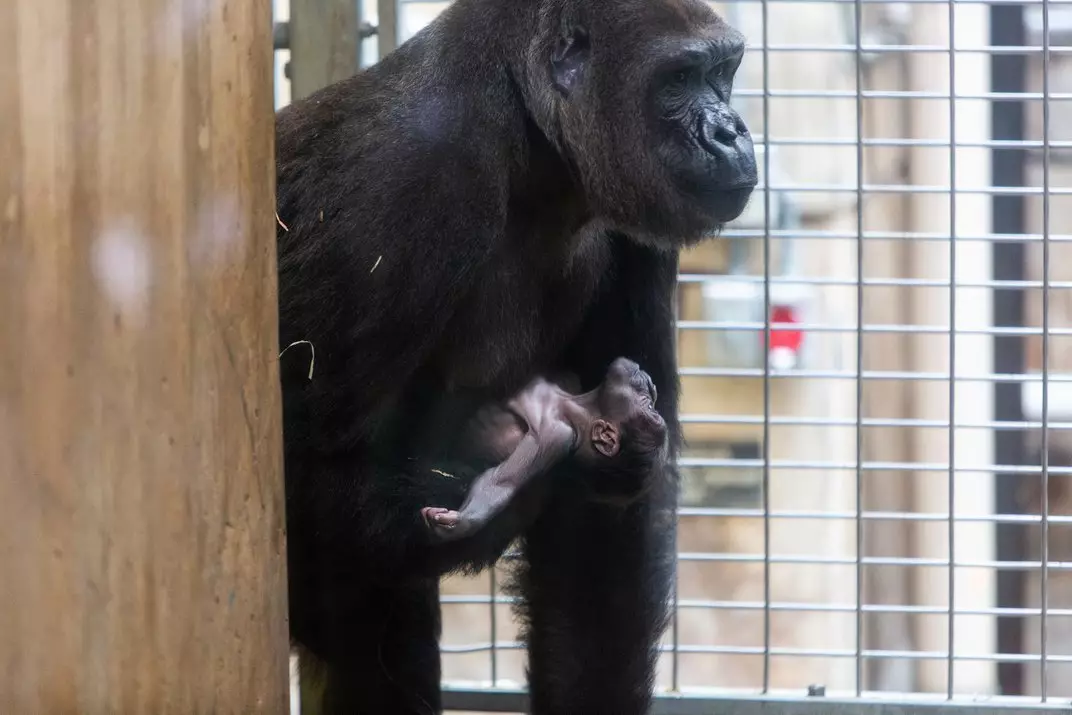 Eerste babagorilla wat in nege jaar in die dieretuin gebore is; Kyk na 'n video van die geboorte 49834_5