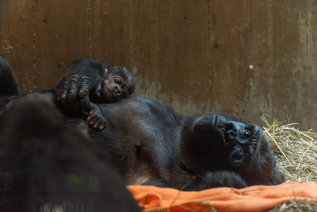 Doqquz yaşında Zooparkda doğulan ilk körpə qorilla; Doğum Videosuna baxın 49834_6