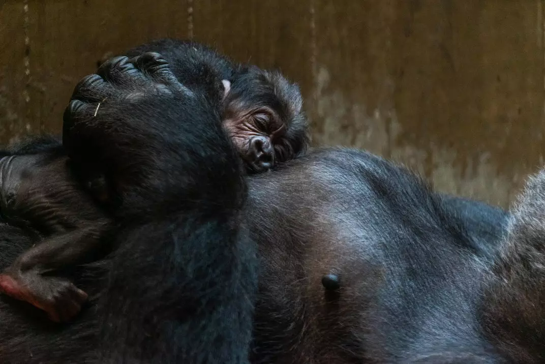 Pirmais gorillas mazulis, kas dzimis zoodārzā deviņu gadu laikā; Noskatieties dzimšanas video 49834_7