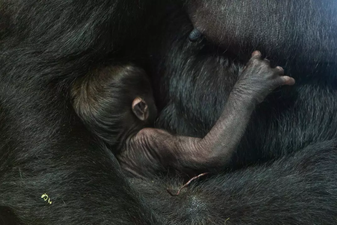 Gorilla e parë foshnjore e lindur në kopshtin zoologjik në nëntë vjet; Shikoni një video të lindjes 49834_8