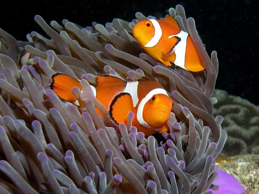 Anemone_lilla_anemonefish.jpg