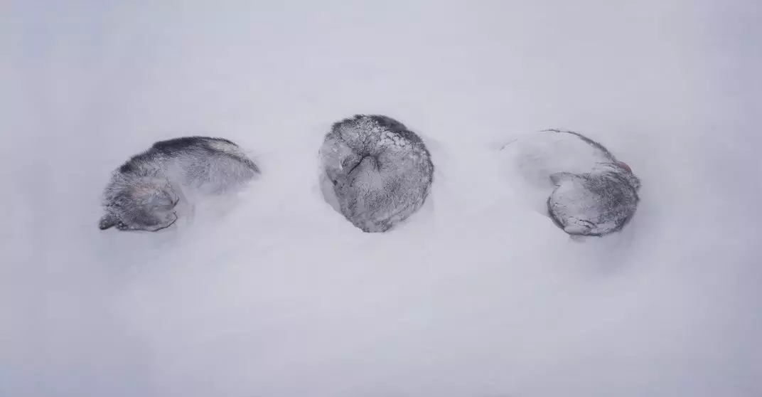 Ten fotograf uchwycił piękno i dramat Wschodniej Grenlandii na krańcu zimy 49859_7