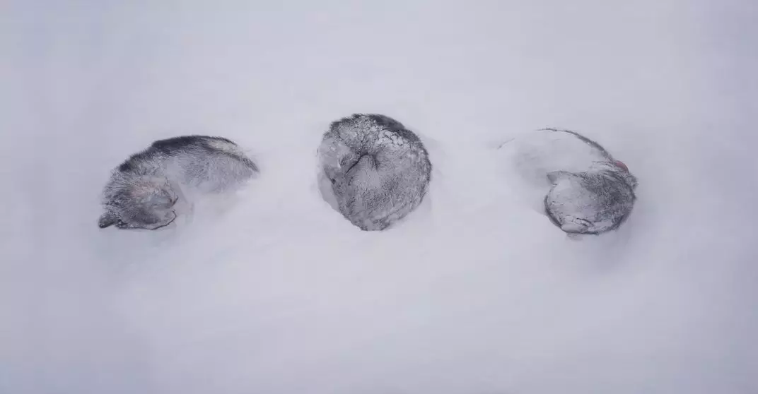 Ovaj fotograf snima ljepotu i dramu istočnog Grenlanda na kraju zime 49859_7