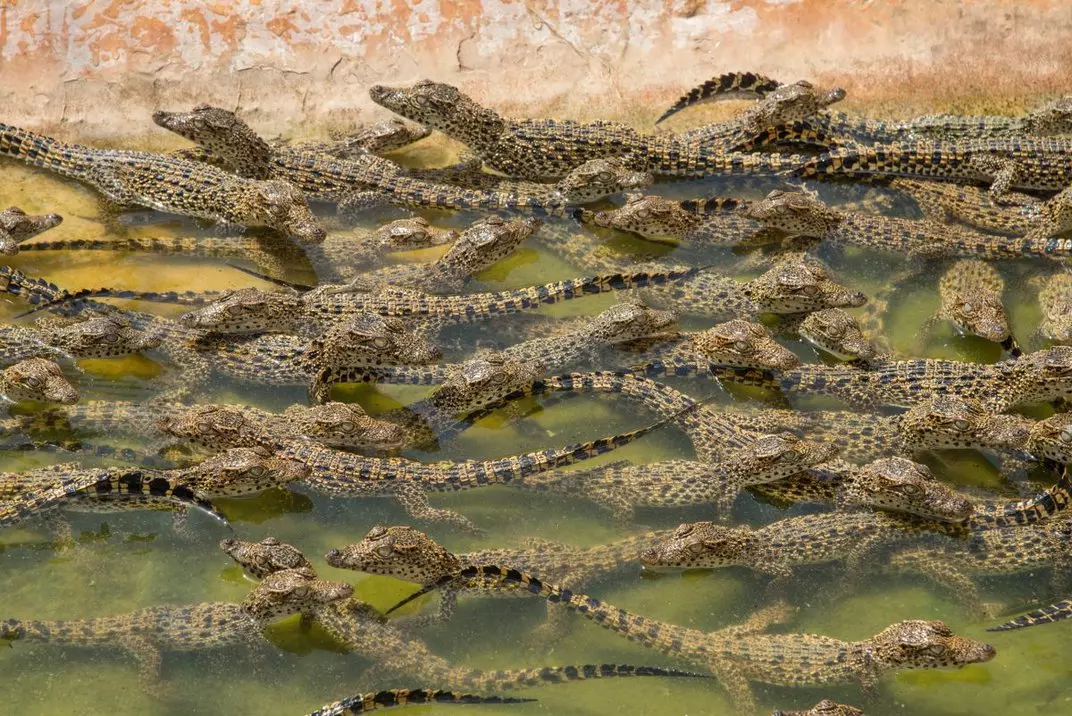 Una nova generació de cocodrils cubans