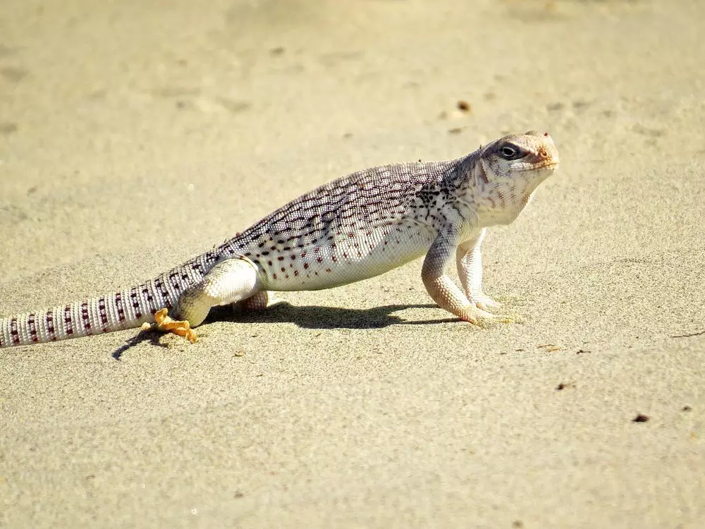 La Death Valley segna il suo record per il mese più caldo della storia