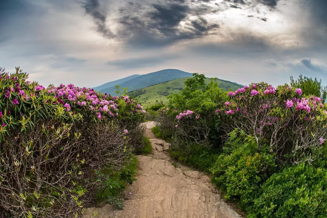 Ụzọ Appalachian na-agbada Jane nkwọcha site na Rhododendron