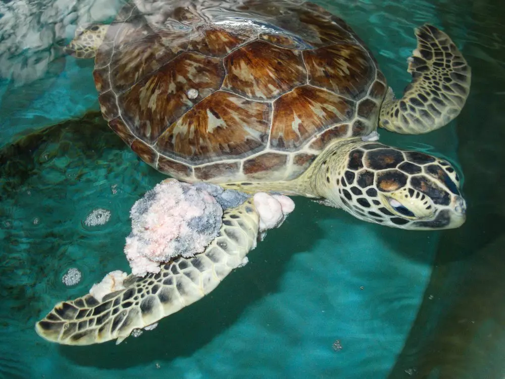Tumores moles dificultam a vida das tartarugas marinhas.