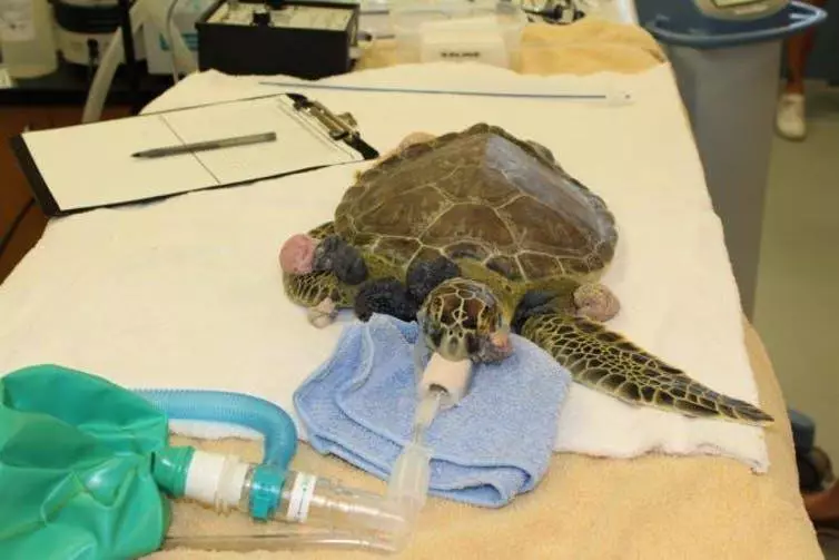 Remi se preparando para sua cirurgia de remoção de tumor no Whitney Sea Turtle Hospital da Universidade da Flórida.