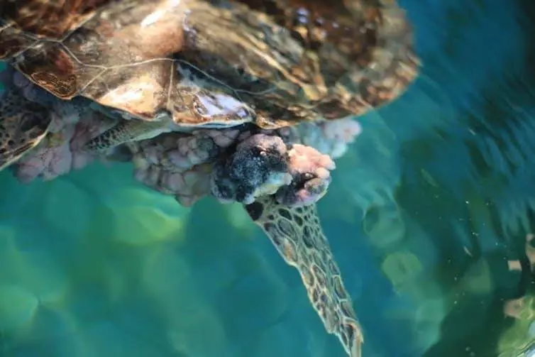 Велика фібропапіломатозна пухлина на молодій зеленій морській черепахі.