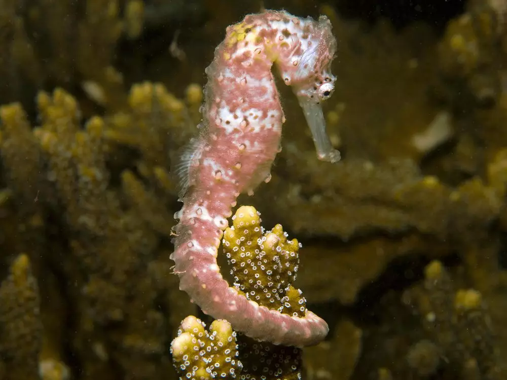 Hobaneng ha li-Seahorses li na le Mehatla e Sekwere