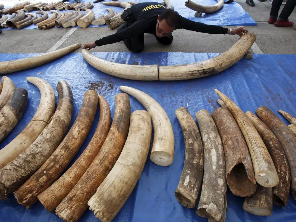 DNA uye Databases Batsira Kusunungura Webhu yeIllegal Wildlife Trade