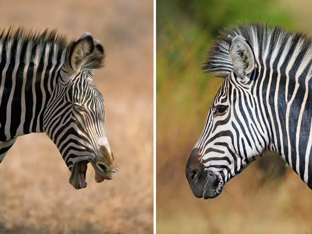 zebras-faceoff.jpg