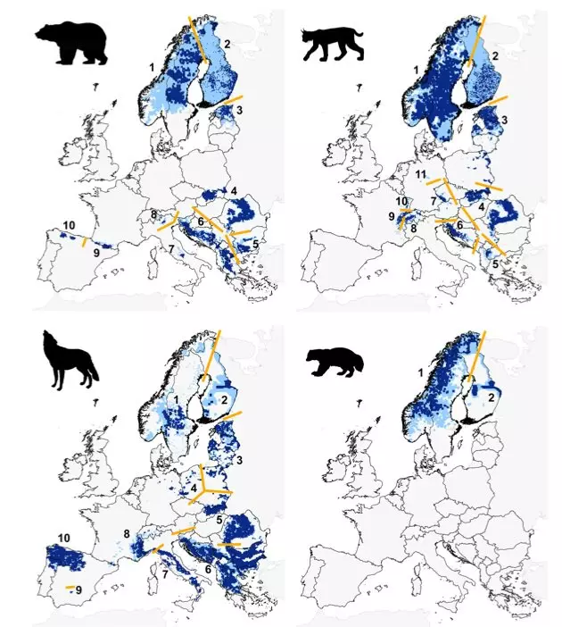 2011 оны байдлаар Европын дөрвөн том махчин амьтдын тархалт. Хар хөх нь байнгын популяцийг, цайвар хөх нь байнгын ажиглалт байдаг газрыг илэрхийлдэг. Тоо нь эдгээр амьтдын үндсэн популяцийг илэрхийлдэг. Фото: Chapron et al., Science