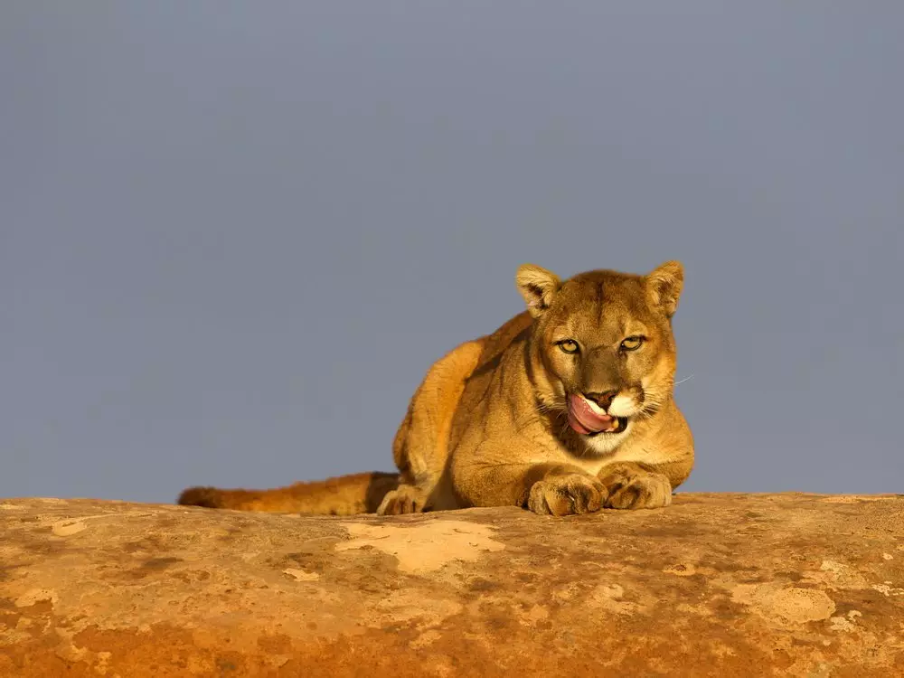 Cougars oerlibbe it Pleistoseen-útstjerren, om't se sawat alles fleisich sille ite