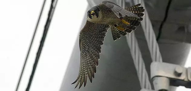 Peregrine Falcon Нью-Йорк қаласы