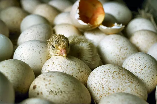 Chick Hatching