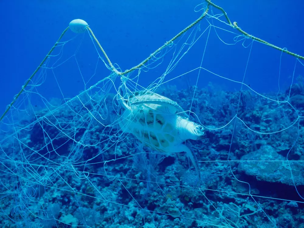 Smart software hjælper fiskere med at fange de fisk, de vil have, ikke truede arter