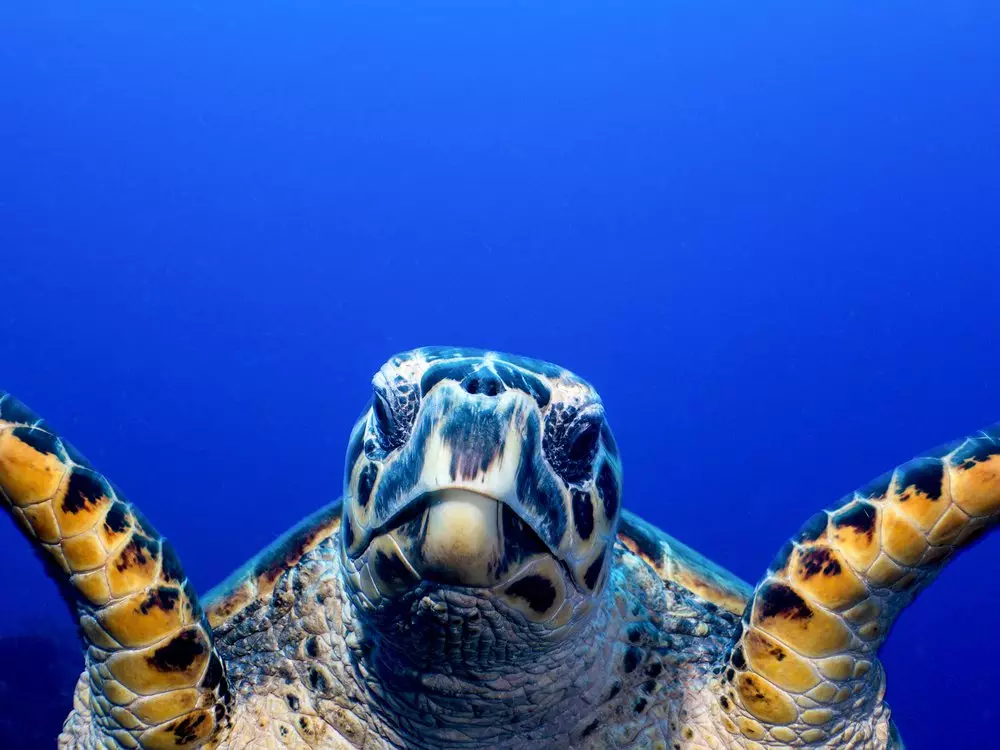 Bakit Nagkakaroon Tayo ng Problema sa Pag-uusap Tungkol sa Tagumpay sa Ocean Conservation?