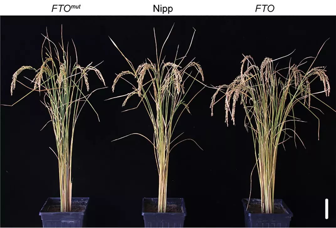 Os investigadores transfiren unha proteína humana ás plantas para superdimensionalas