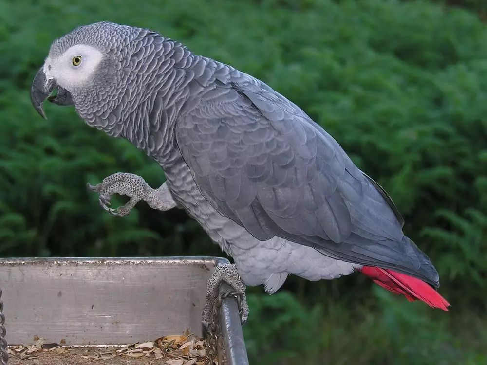 Psittacus_erithacus_ perching_on_tray-8d.jpg