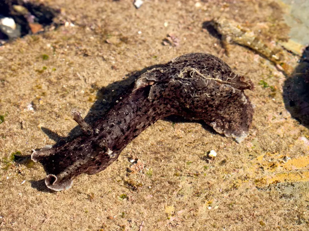 خرگوش دریایی کالیفرنیا Aplysia californica و Sculpin در Tide Pool Abalone Cove Shoreline Park کالیفرنیا