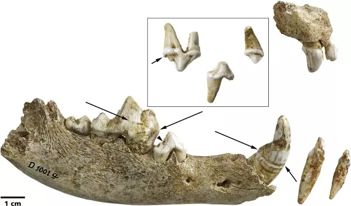 En sykelig paleolittisk valp overlevde bare på grunn av menneskelig hjelp