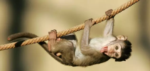 Langstaart makaak