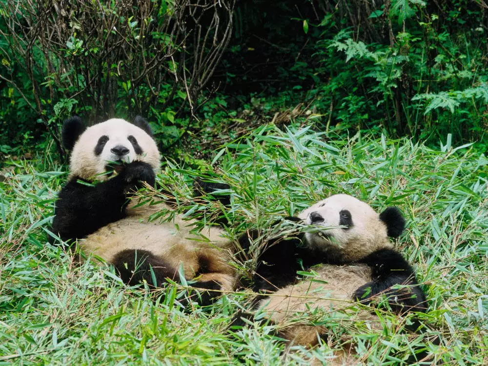 Labākas biodegvielas noslēpums var būt Panda Poop